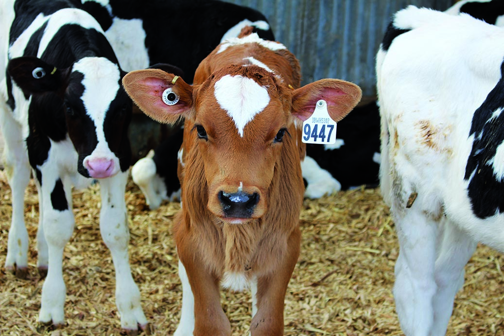 How Lactalis Australia Gets Milk From Cow To Cup » Lactalis Foodservice